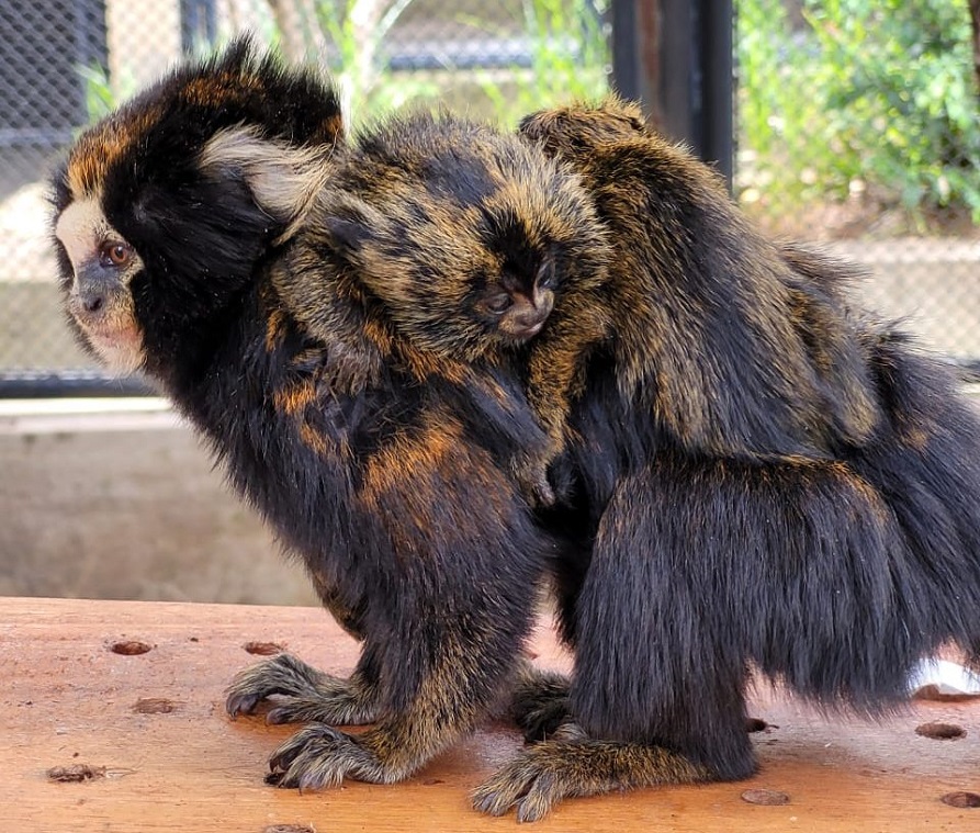 SP registra nascimento de espécie rara de sagui-da-serra-escuro ...