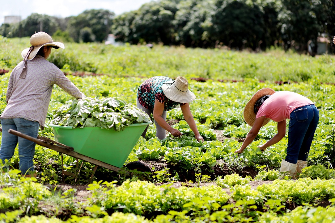 Dia do trabalhador rural - Diário do Rio Claro